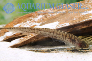 11. Gymnotiformes: Knifefishes of the New World - Aquarium Glaser GmbH