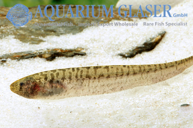 Brachyhypopomus brevirostris - Aquarium Glaser GmbH