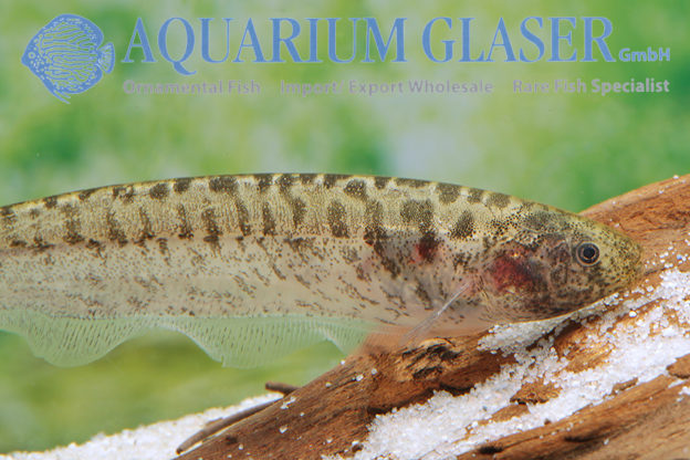 Brachyhypopomus brevirostris - Aquarium Glaser GmbH