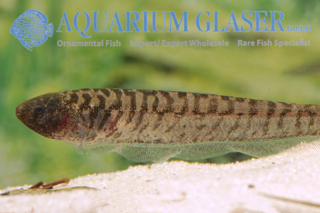 11. Gymnotiformes: Knifefishes of the New World - Aquarium Glaser GmbH