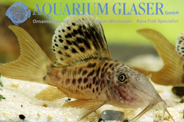 Brochis multiradiatus BRED - Aquarium Glaser GmbH