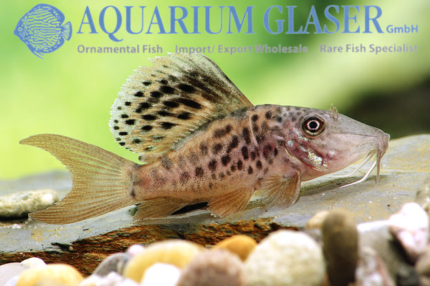Brochis multiradiatus BRED - Aquarium Glaser GmbH