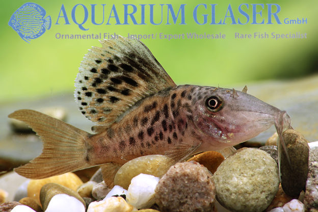 Brochis multiradiatus BRED - Aquarium Glaser GmbH