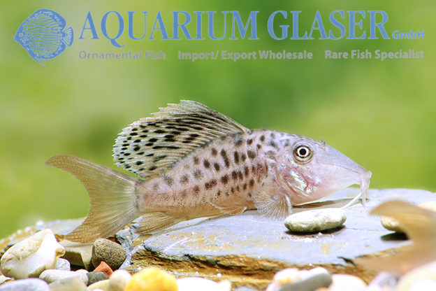 Brochis multiradiatus NACHZUCHT - Aquarium Glaser GmbH