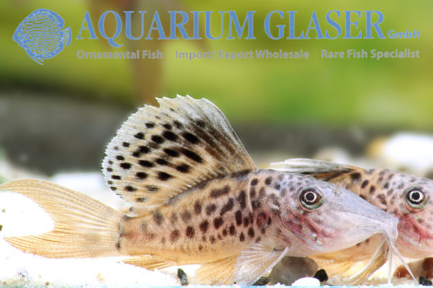 Brochis multiradiatus NACHZUCHT - Aquarium Glaser GmbH