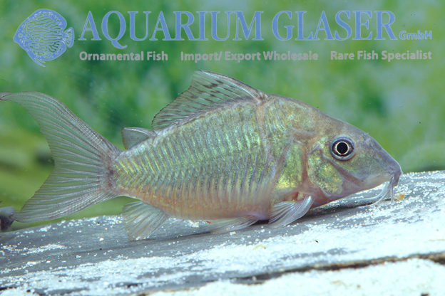 Brochis splendens „Peru“ - Aquarium Glaser GmbH