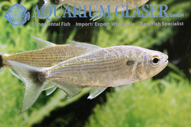 Brycon amazonicus Colombia - Aquarium Glaser GmbH