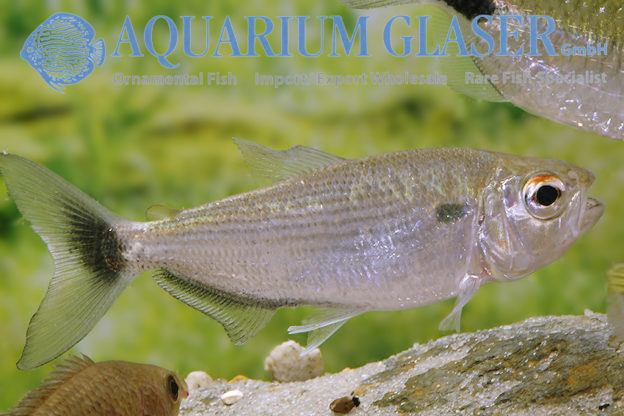 Brycon amazonicus Colombia - Aquarium Glaser GmbH