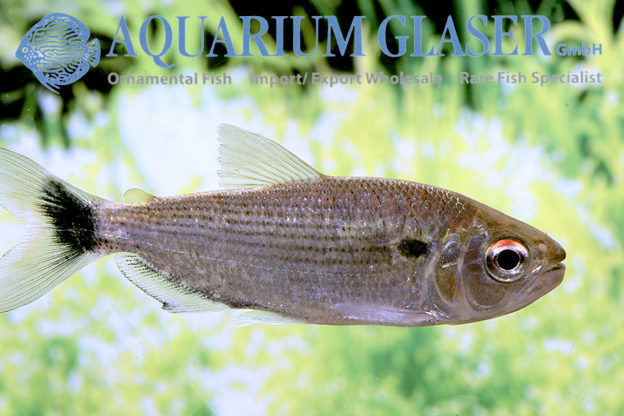 Brycon amazonicus Colombia - Aquarium Glaser GmbH