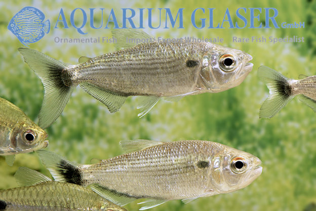 Brycon amazonicus Colombia - Aquarium Glaser GmbH