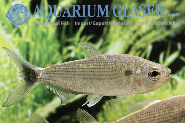 Brycon amazonicus Colombia - Aquarium Glaser GmbH