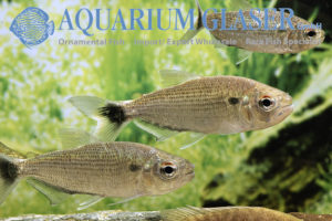 Brycon amazonicus Colombia - Aquarium Glaser GmbH