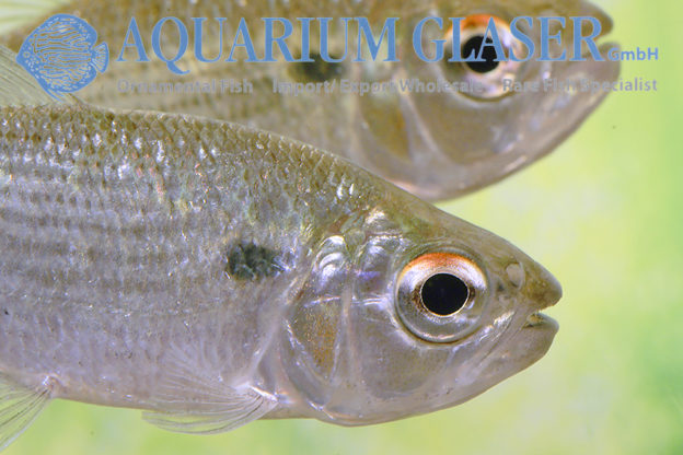 Brycon amazonicus Colombia - Aquarium Glaser GmbH