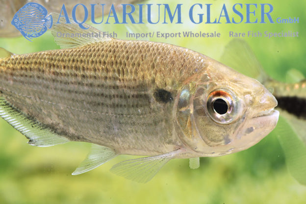 Brycon amazonicus Colombia - Aquarium Glaser GmbH