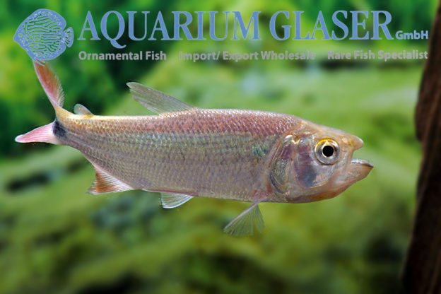 Brycon hilarii - Aquarium Glaser GmbH