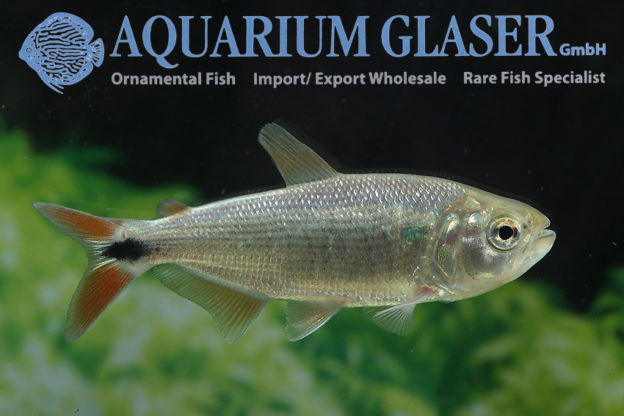 09. Characoids: tetra relationship - Aquarium Glaser GmbH
