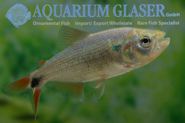 Brycon hilarii - Aquarium Glaser GmbH