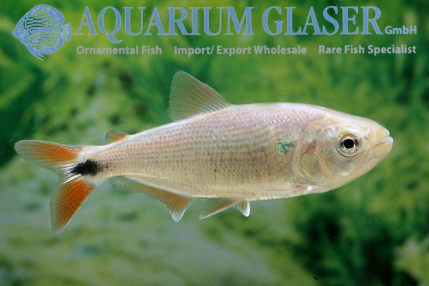 09. Characoids: tetra relationship - Aquarium Glaser GmbH