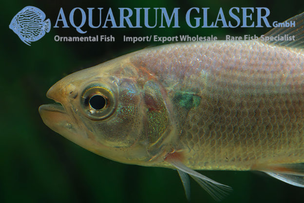 Brycon hilarii - Aquarium Glaser GmbH