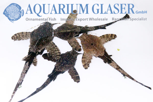 Fish Archive - Aquarium Glaser GmbH