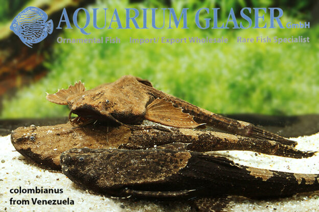 Bunocephalus aleuropsis and B. colombianus - Aquarium Glaser GmbH