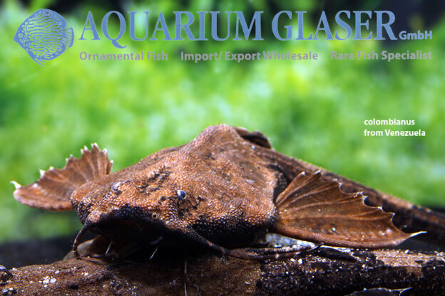 Bunocephalus aleuropsis and B. colombianus - Aquarium Glaser GmbH