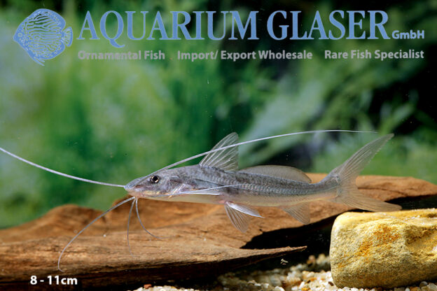 Calophysus macropterus - Aquarium Glaser GmbH