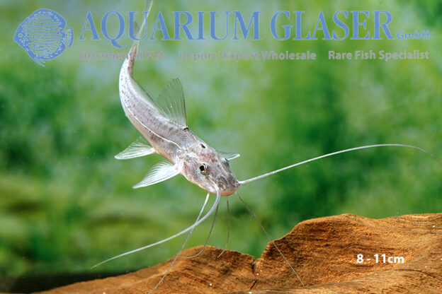 Calophysus macropterus - Aquarium Glaser GmbH