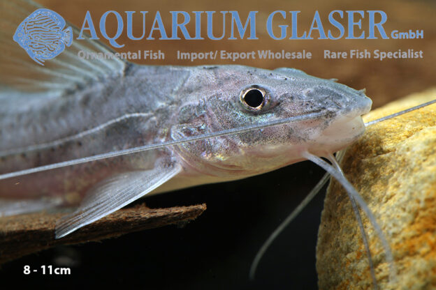 Calophysus macropterus - Aquarium Glaser GmbH