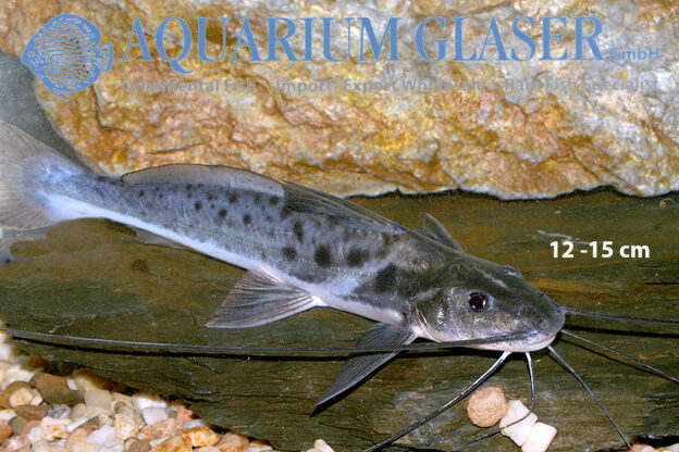 10c. Catfishes: remaining catfish from South America - Aquarium Glaser GmbH