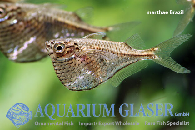 Black-winged dwarf hatchets, Carnegiella marthae and C. schereri ...