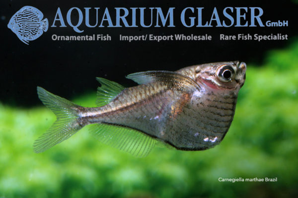 Black winged dwarf hatchets - Aquarium Glaser GmbH