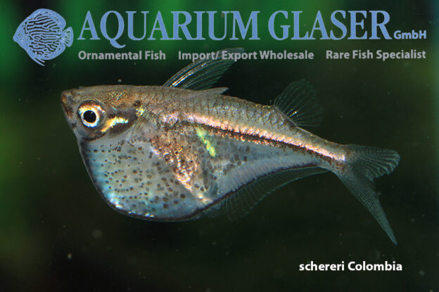 Black-winged dwarf hatchets, Carnegiella marthae and C. schereri ...