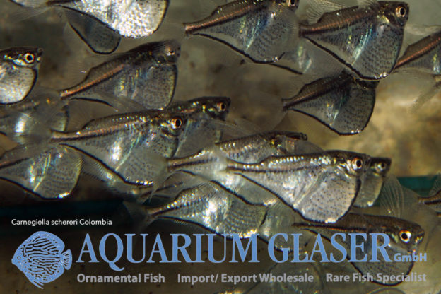 Black winged dwarf hatchets - Aquarium Glaser GmbH