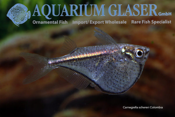 Black winged dwarf hatchets - Aquarium Glaser GmbH