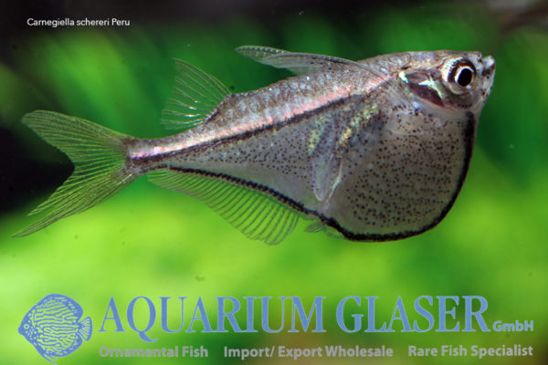 Black winged dwarf hatchets - Aquarium Glaser GmbH