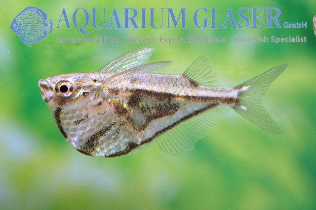 Carnegiella strigata lg-xlg - Aquarium Glaser GmbH