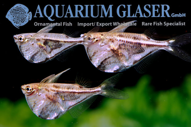 Carnegiella strigata lg-xlg - Aquarium Glaser GmbH