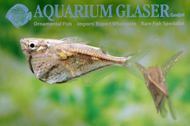 Carnegiella strigata lg-xlg - Aquarium Glaser GmbH