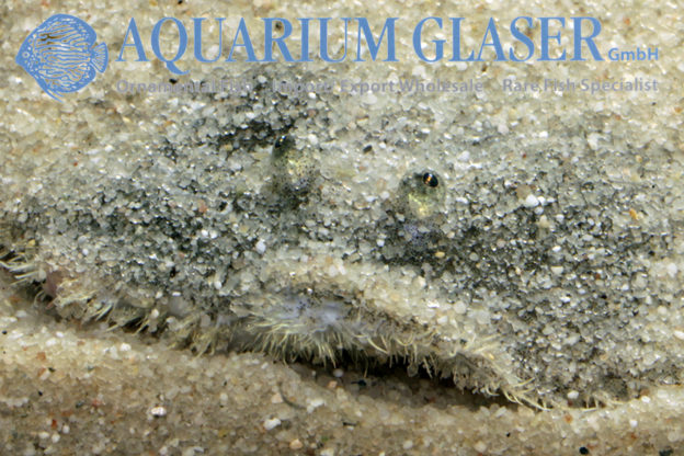 26. Plattfische - Aquarium Glaser GmbH