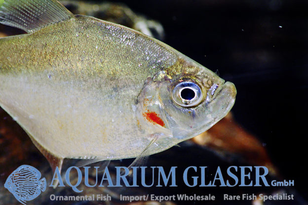 wimple piranha - Aquarium Glaser GmbH