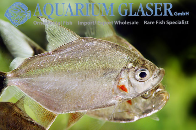 wimple piranha - Aquarium Glaser GmbH