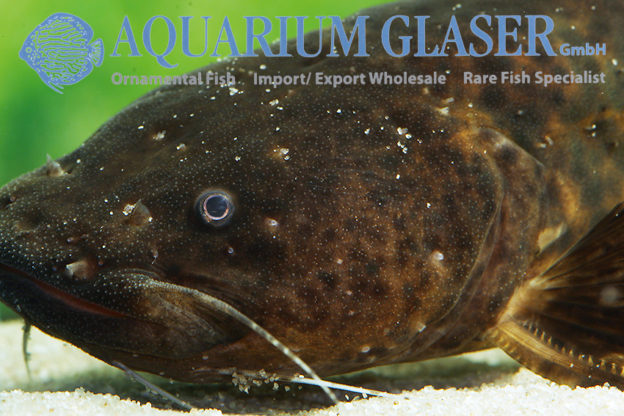 Batrochoglanis sp. Venezuela - Aquarium Glaser GmbH