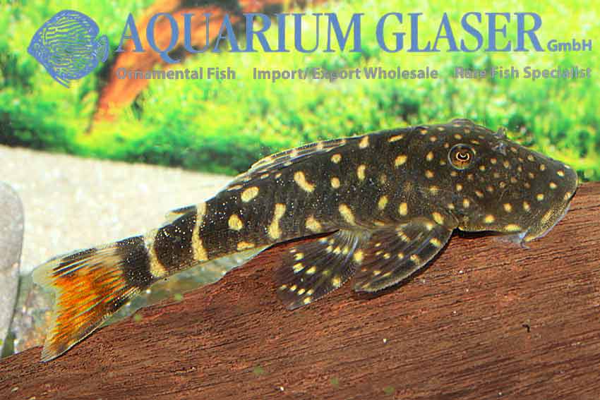 Three new Chaetostoma from Peru! - Aquarium Glaser GmbH