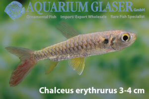 Chalceus erythrurus - Aquarium Glaser GmbH