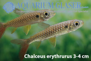 Chalceus erythrurus - Aquarium Glaser GmbH