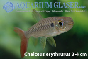 Chalceus erythrurus - Aquarium Glaser GmbH