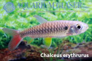 Chalceus erythrurus - Aquarium Glaser GmbH