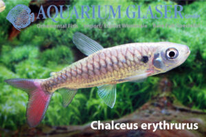 Chalceus erythrurus - Aquarium Glaser GmbH