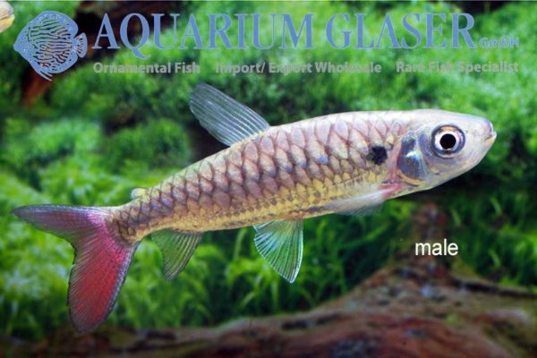 Chalceus erythrurus - Aquarium Glaser GmbH